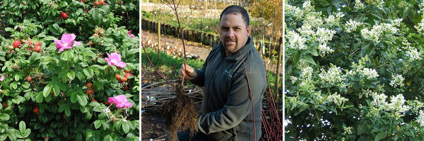 Planting and growing Mixed Hedges – Future Forests