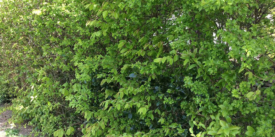 Planting Native Hedges – Future Forests