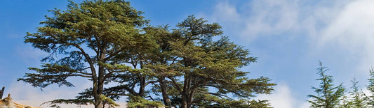 Conifers - Tall & Mighty Growing 15m + – Future Forests