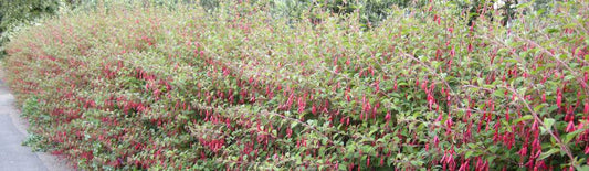 Hedging - for Coastal sites – Future Forests