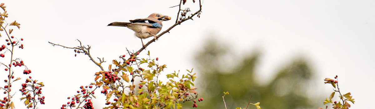 Hedging - Choose your own native wildlife fruiting hedge – Future Forests