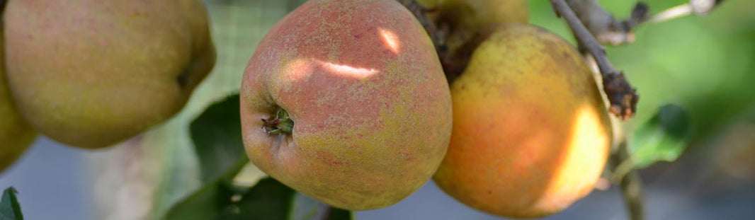 Fruit - Irish Heritage Apples – Future Forests