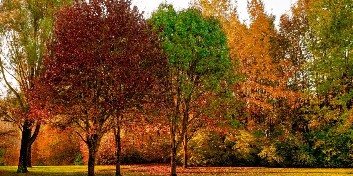 Trees – Future Forests