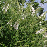 Buddleja davidii Buzz™ Ivory – Future Forests