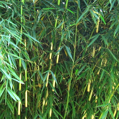 Fargesia robusta Formidable – Future Forests