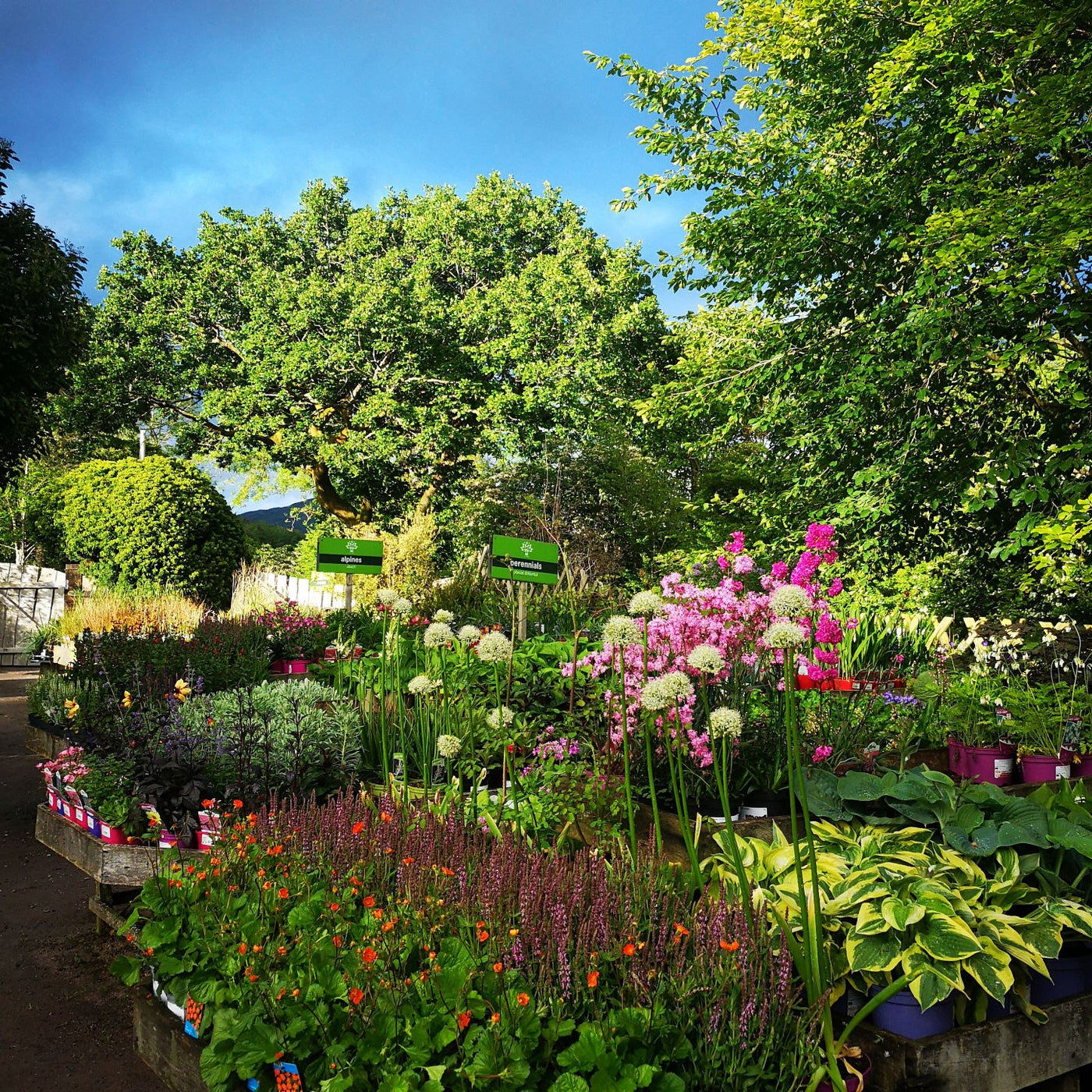 Future Forests - The Irish mail order plant people