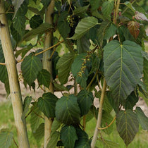 Acer davidii Viper – Future Forests