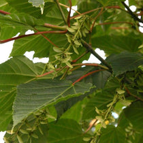 Acer davidii Viper – Future Forests