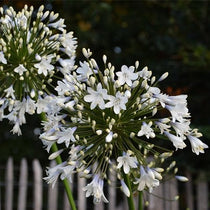 Agapanthus Enigma – Future Forests
