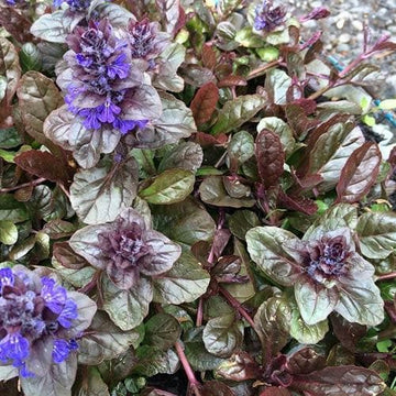 Ajuga reptans Braunherz – Future Forests
