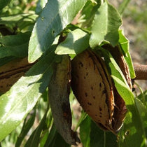 Almond - Prunus dulcis Robijn – Future Forests