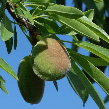 Almond - Prunus dulcis Robijn – Future Forests