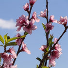 Almond - Prunus dulcis Robijn – Future Forests