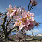 Almond - Prunus dulcis Robijn – Future Forests