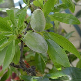 Almond - Prunus dulcis Robijn – Future Forests