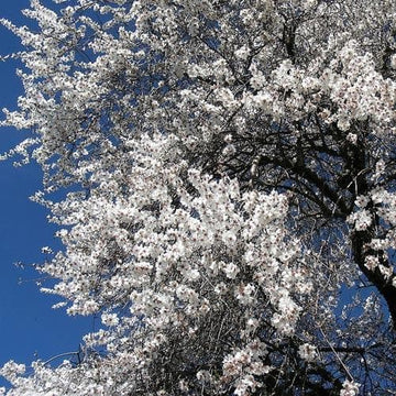 Almond - Prunus dulcis Robijn – Future Forests