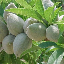 Almond - Prunus dulcis Robijn – Future Forests