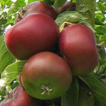 Fruit - Apple Trees – Future Forests