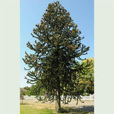 Araucaria araucana - Monkey Puzzle – Future Forests