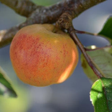 Fruit - Irish Heritage Apples – Future Forests