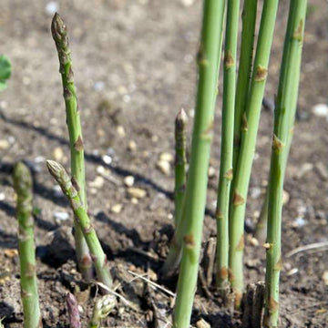 Asparagus Connover’s Colossal – Future Forests