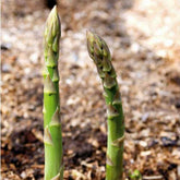 Asparagus Connover’s Colossal – Future Forests