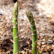 Asparagus Connover’s Colossal – Future Forests