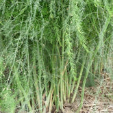 Asparagus Connover’s Colossal – Future Forests