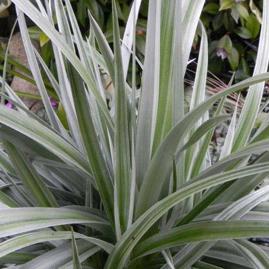 Astelia Silver Shadow (syn. Silver Spear) – Future Forests