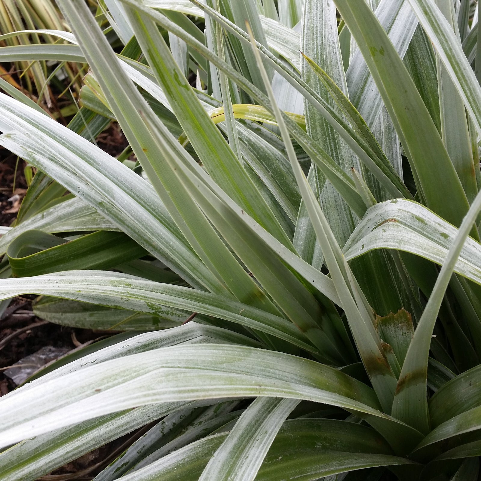 Astelia Silver Shadow (syn. Silver Spear) – Future Forests