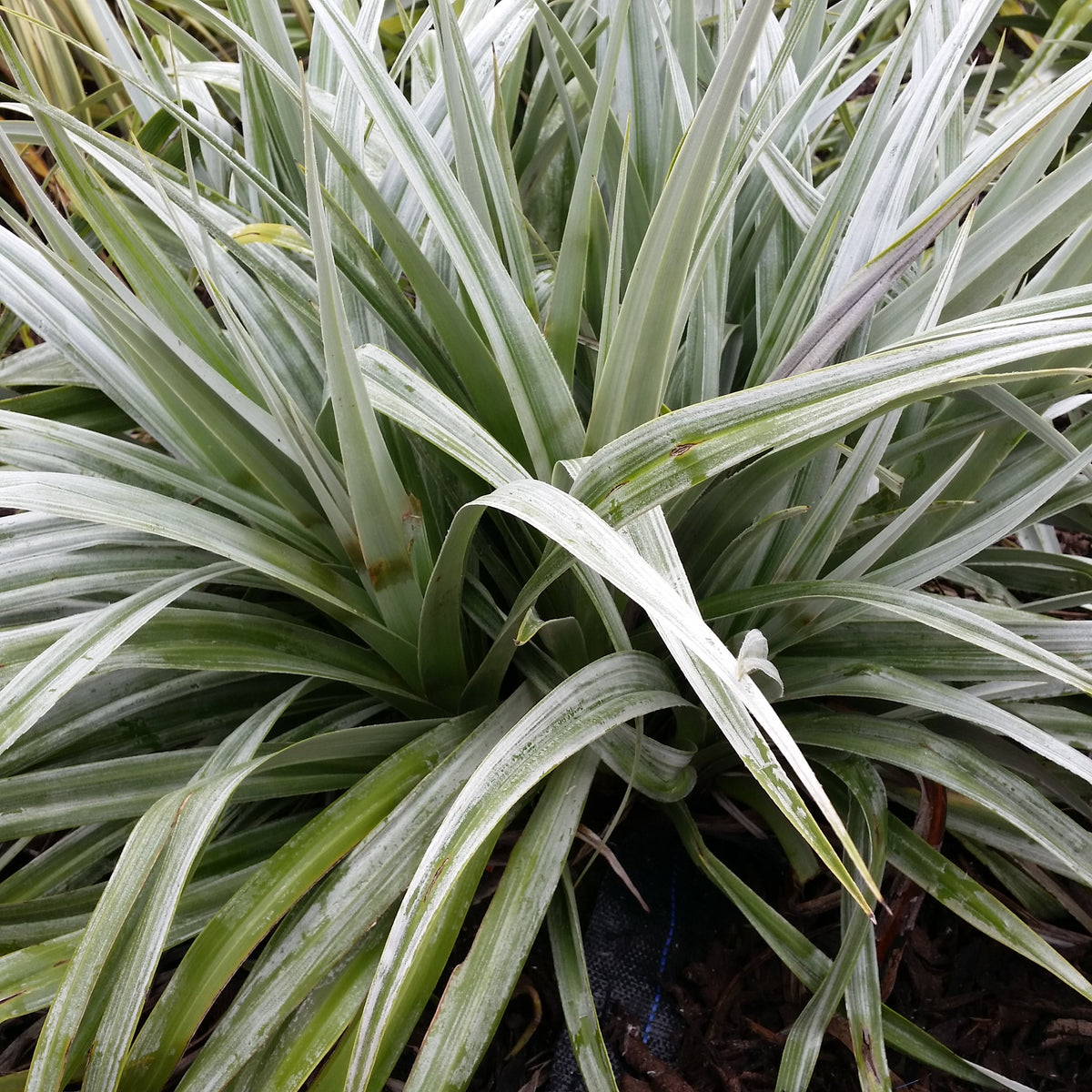 Astelia Silver Shadow (syn. Silver Spear) – Future Forests