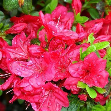 Azalea japonica Mother's Day – Future Forests