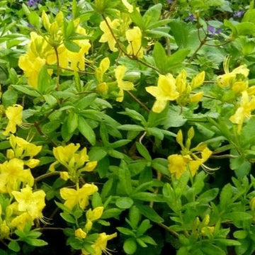 Azalea mollis Anneke – Future Forests