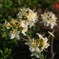 Azalea mollis Daviesii – Future Forests