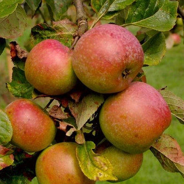 Fruit - Irish Heritage Apples – Future Forests