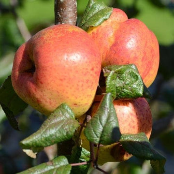 Fruit - Irish Heritage Apples – Future Forests
