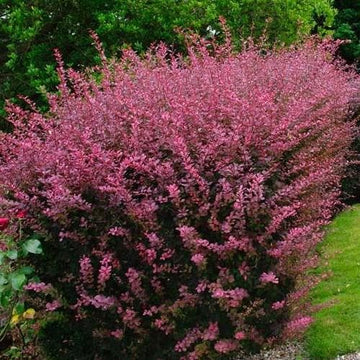 Hedging - Plants for a Mixed Hedge – Page 2 – Future Forests