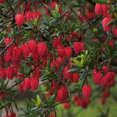 Crinodendron hookerianum – Future Forests