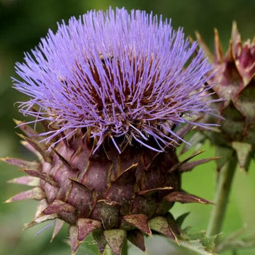 Cynara cardunculus - Cardoon – Future Forests