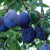Fruit - Plums, Gages & Damsons – Future Forests