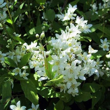 Hedging - Plants for a Mixed Hedge – Page 2 – Future Forests