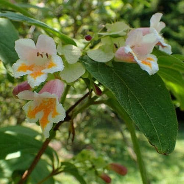 Dipelta yunnanensis – Future Forests