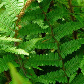 Ferns - Evergreen – Future Forests