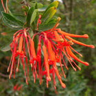 Embothrium coccineum - Chilean Flame Tree – Future Forests