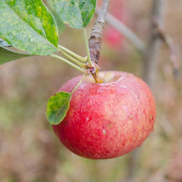 Future Forests - The Irish mail order plant people