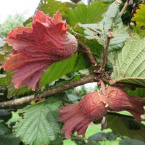 Filbert - Corylus maxima Red Filbert – Future Forests