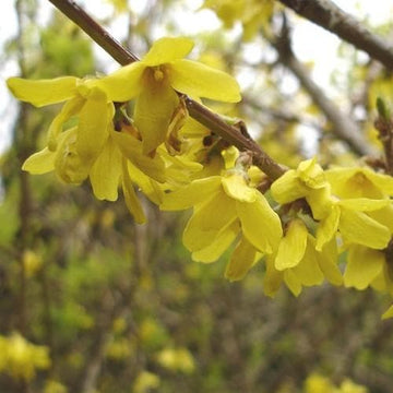 Hedging – Future Forests