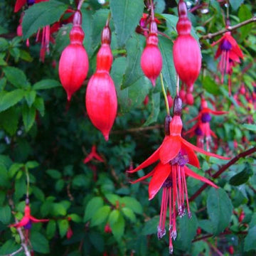 Fuchsia Riccartonii - Red Fuchsia – Future Forests