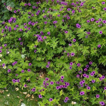 Geranium Ann Folkard – Future Forests