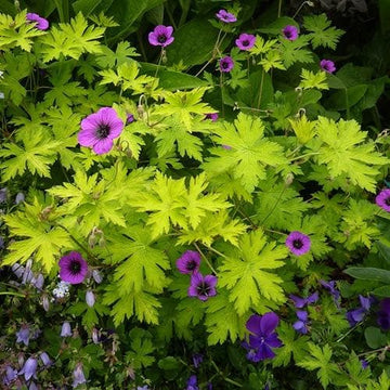 Geranium Ann Folkard – Future Forests